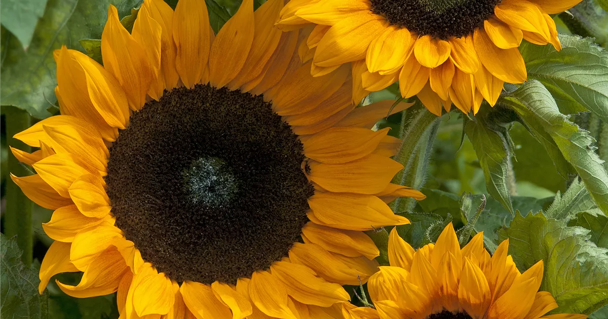 Helianthus annuus, Inara® F1 Copper