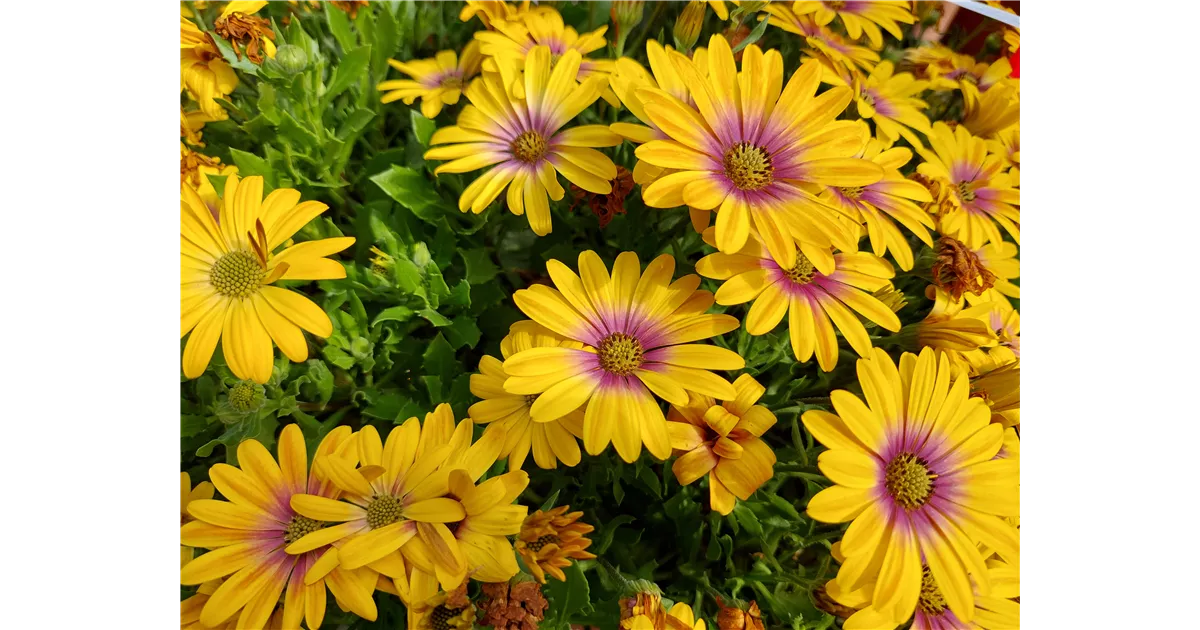 Osteospermum ecklonis, Erato® Compact Yellow Pink Eye