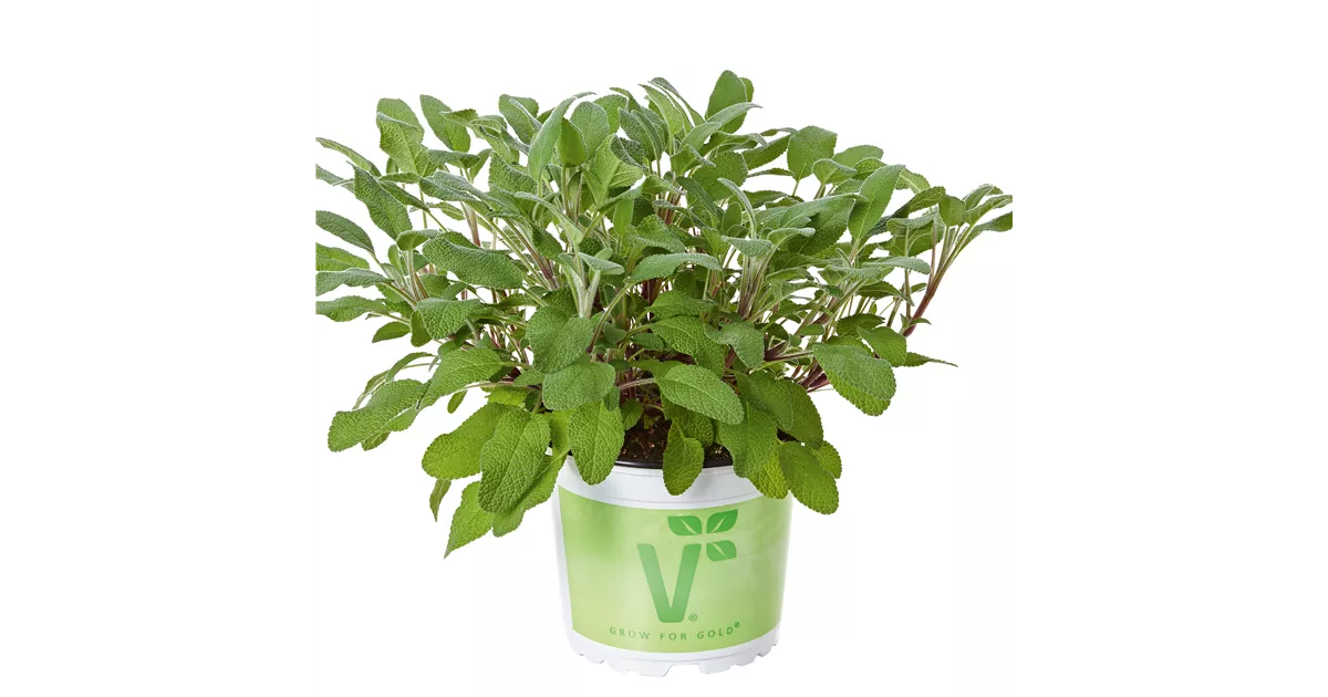 Salvia officinalis, Fortado®