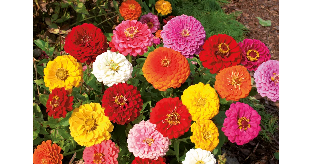 Sales materials - Volmary Ltd