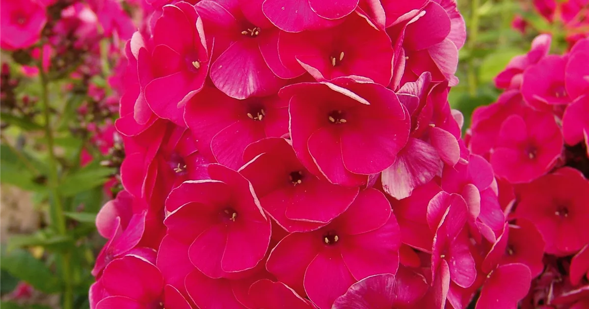 Phlox x paniculata, Adessa® Compact Cherry