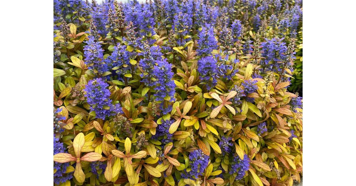 Ajuga reptans, Feathered Friends Fancy Finch
