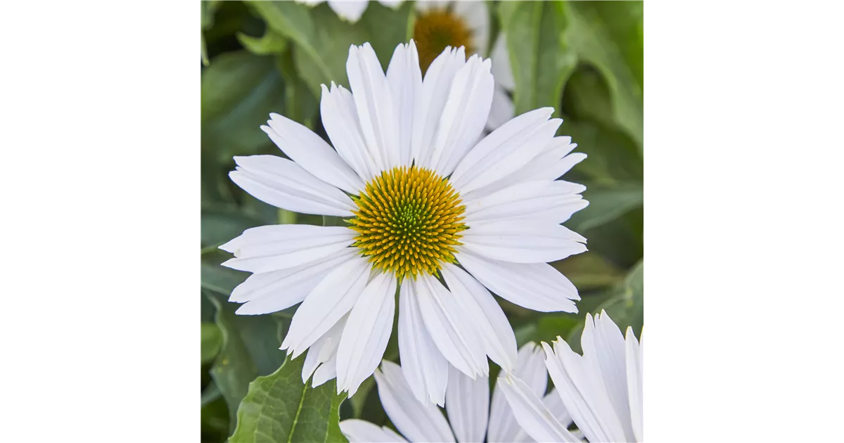 Echinacea purpurea, Papallo® Classic Milk